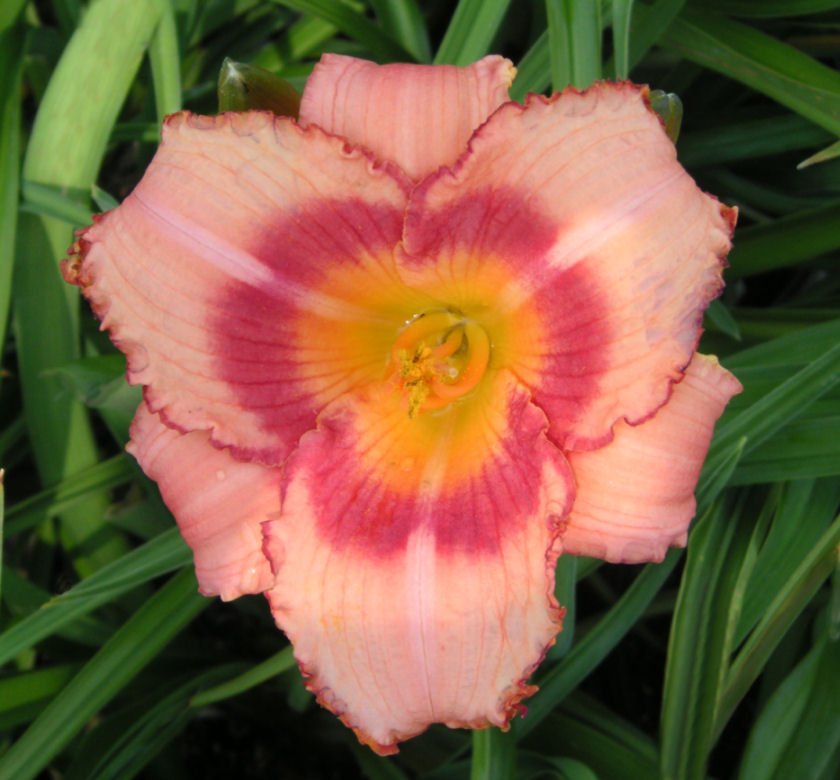 Strawberry Candy Daylily | Natorp's Online Plant Store