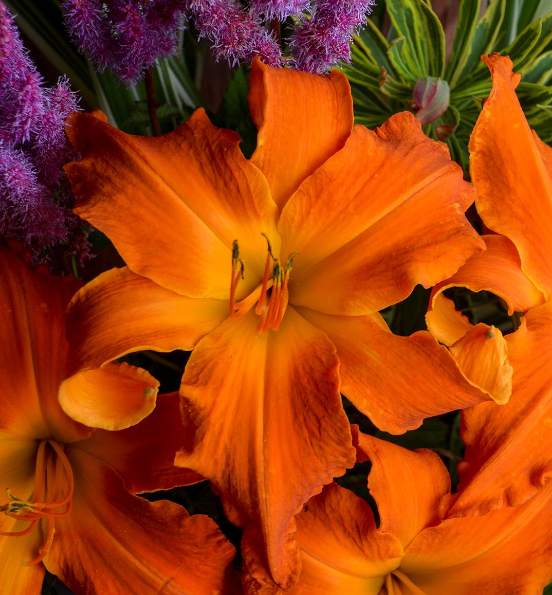 Primal Scream Daylily | Natorp's Online Plant Store