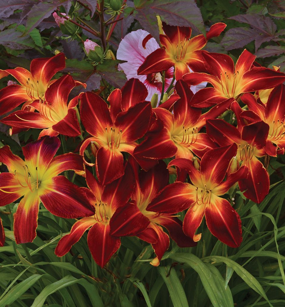 Ruby Spider Daylily | Natorp's Online Plant Store