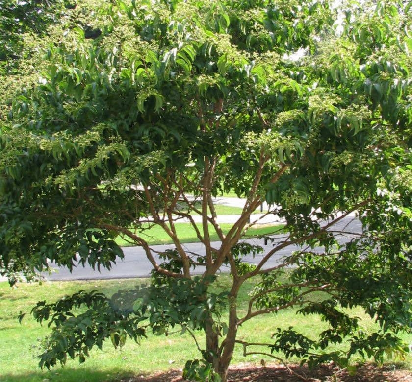 Seven Son Flower Multi-Stem(Heptacodium) | Natorp's Online Plant Store