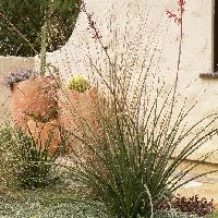 Red False Yucca | Natorp's Online Plant Store