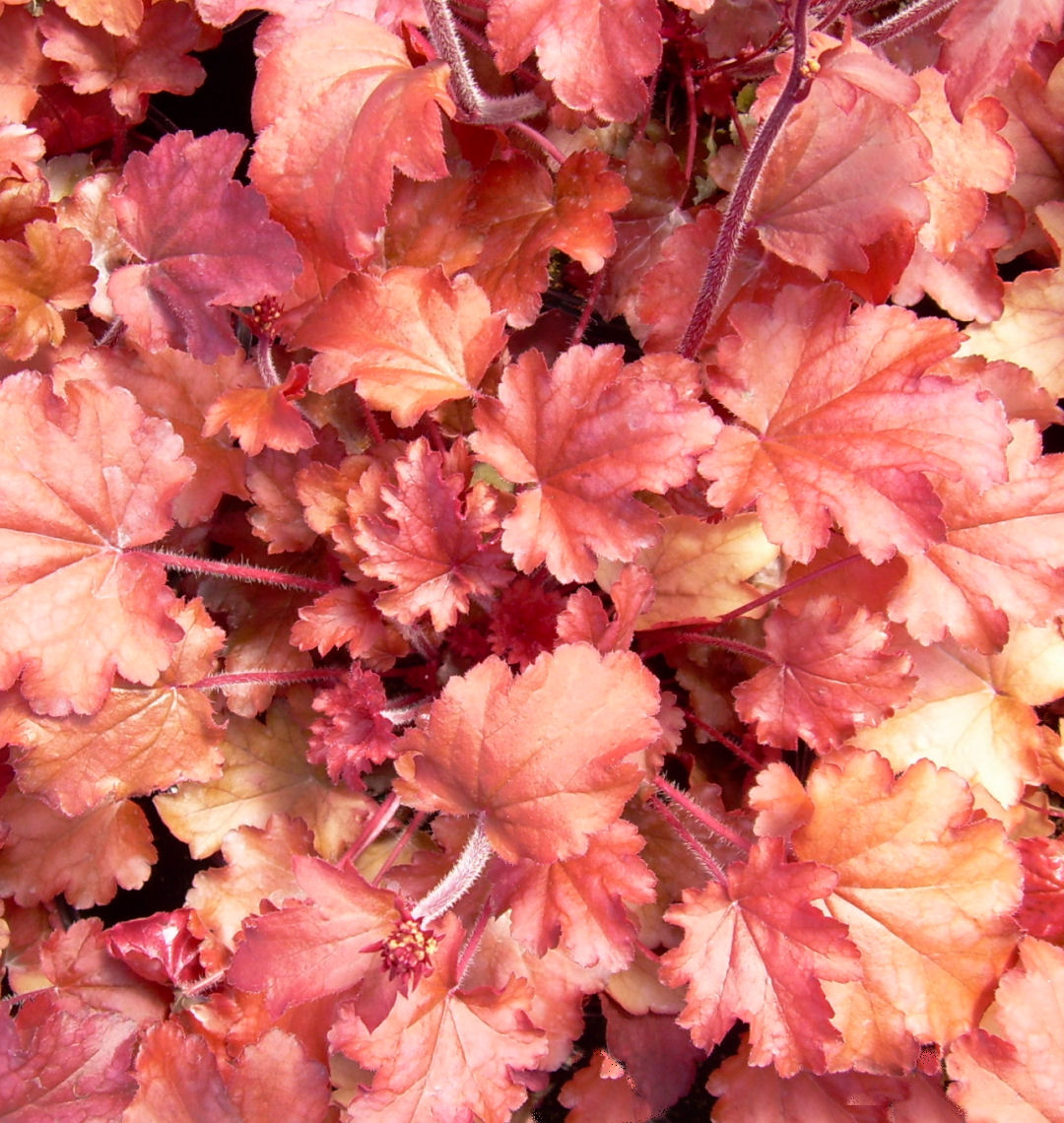 Peach Flambe Coral Bells | Natorp's Online Plant Store