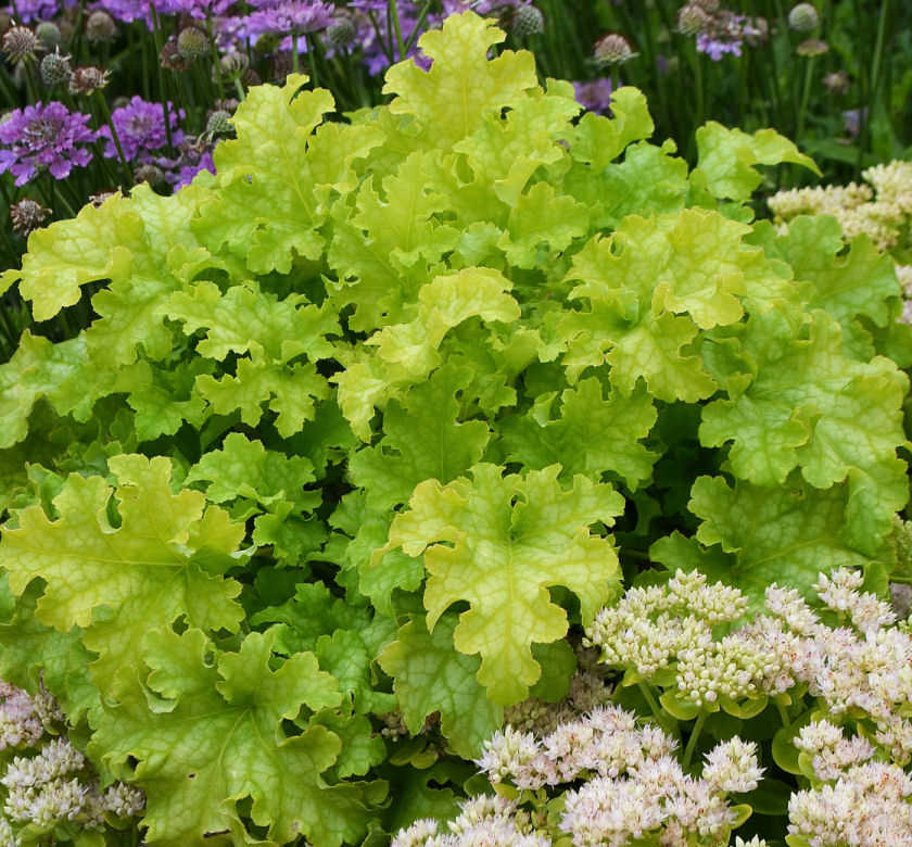 Lime Ruffles Coral Bells | Natorp's Online Plant Store