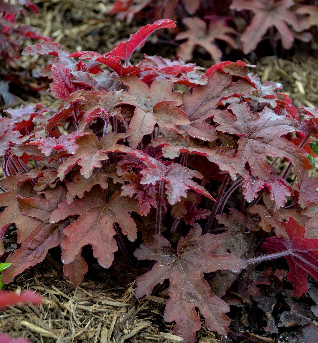 Red Rover Foamy Bells (Fun & Games Serie | Natorp's Online Plant Store