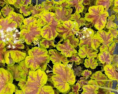 Solar Eclipse Foamy Bells | Natorp's Online Plant Store