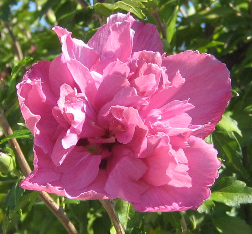 Collie Mullens Rose Of Sharon Standard | Natorp's Online Plant Store