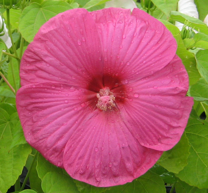 Luna™ Rose Hibiscus | Natorp's Online Plant Store