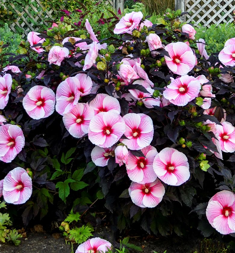 Starry Starry Night Hibiscus | Natorp's Online Plant Store