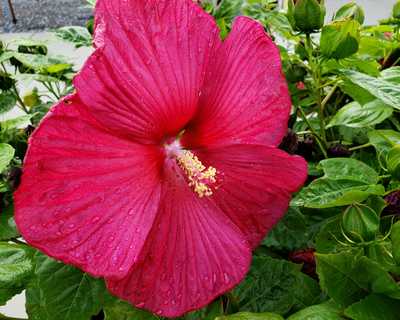 Luna™ Red Hibiscus | Natorp's Online Plant Store