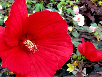 Midnight Marvel Hibiscus | Natorp's Online Plant Store
