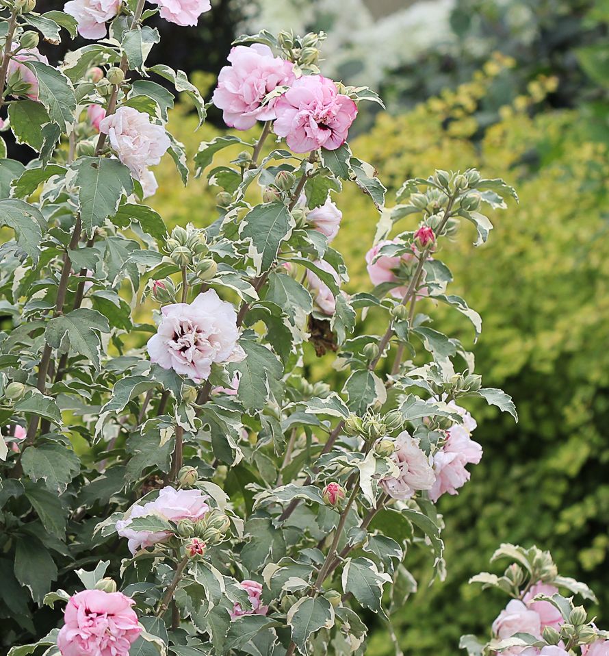 Sugar Tip Rose Of Sharon Patio Tree at Beth Heard blog