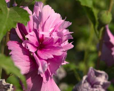 Magenta Chiffon® Rose Of Sharon Standard | Natorp's Online Plant Store