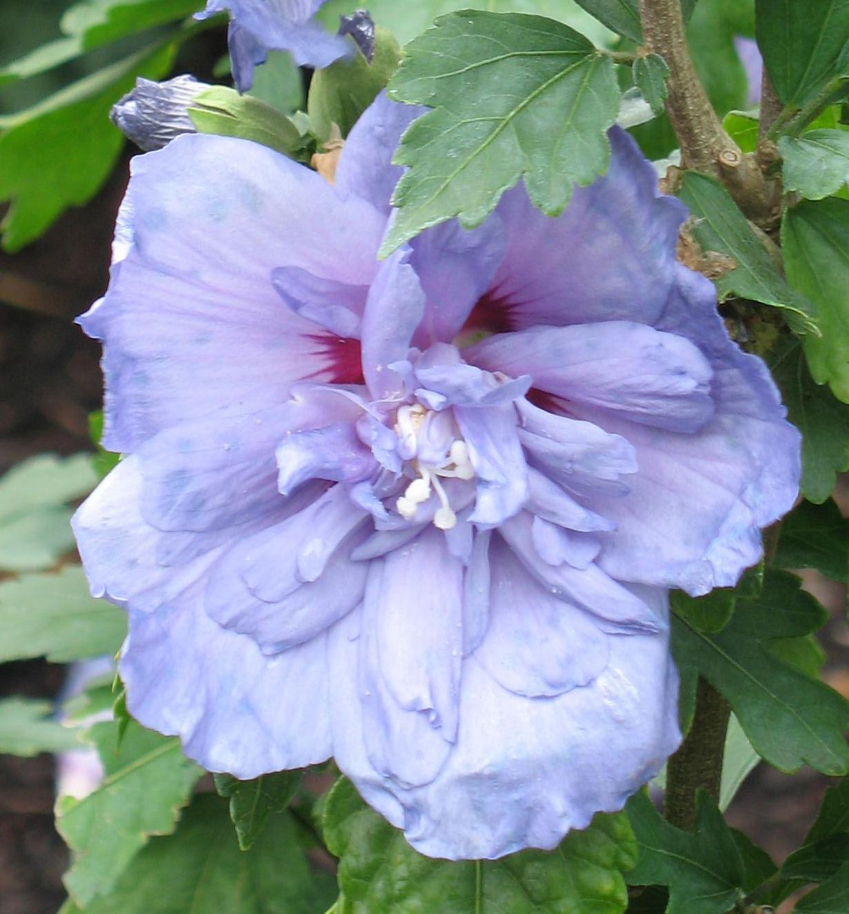 Blue Chiffon® Rose Of Sharon | Natorp's Online Plant Store