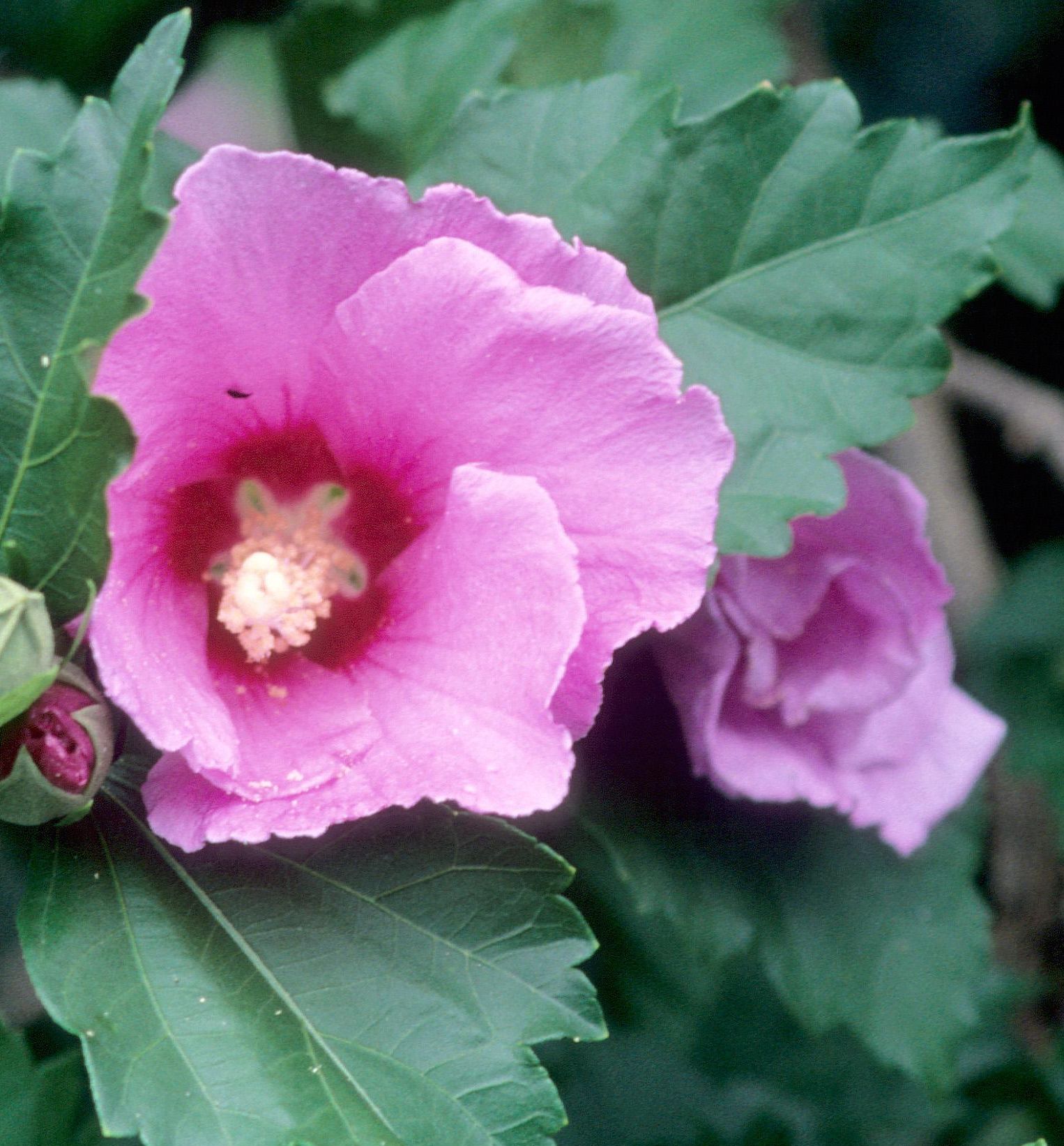 Minerva Rose of Sharon | Natorp's Online Plant Store