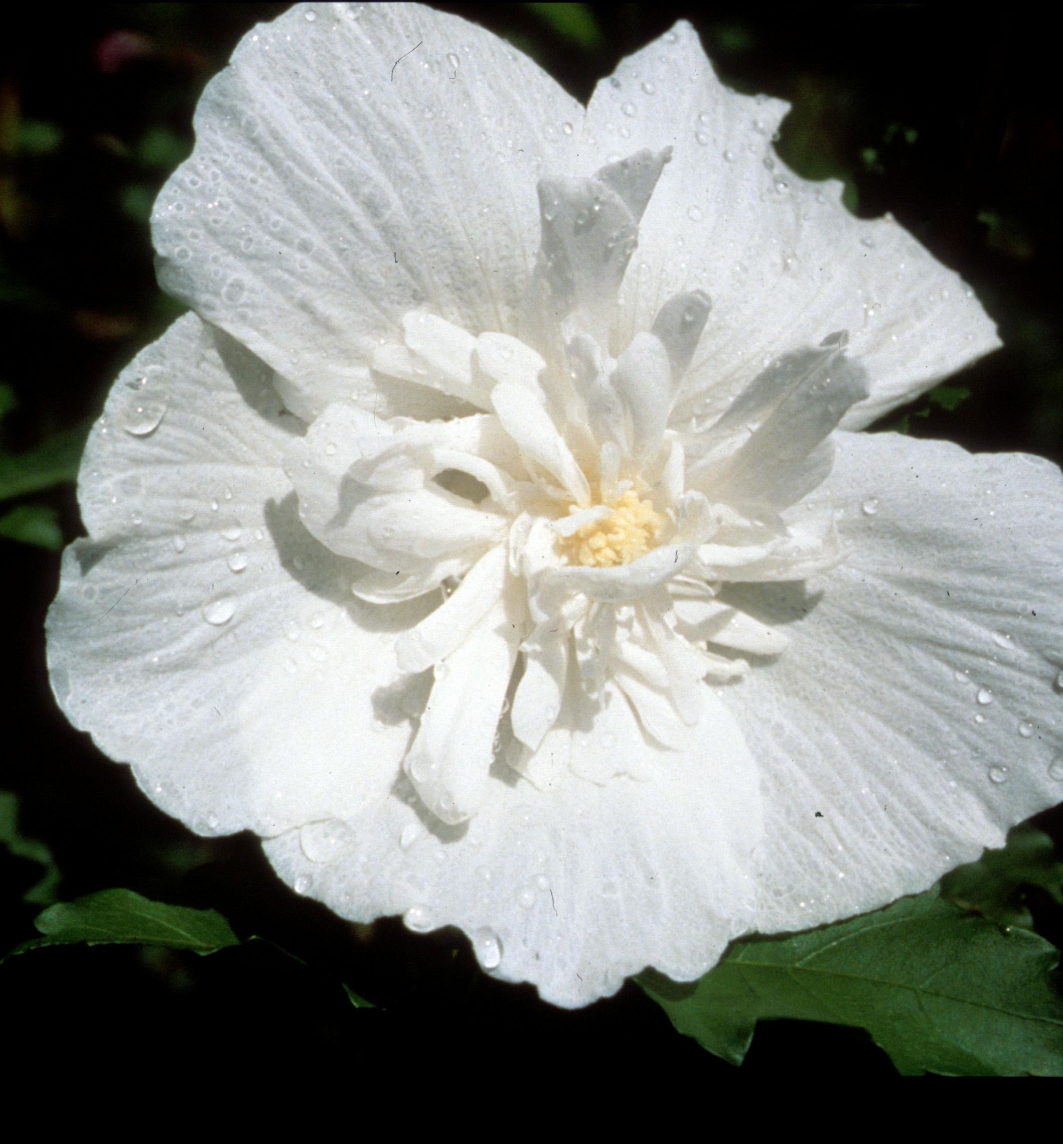 White Chiffon® Rose Of Sharon Standard | Natorp's Online Plant Store