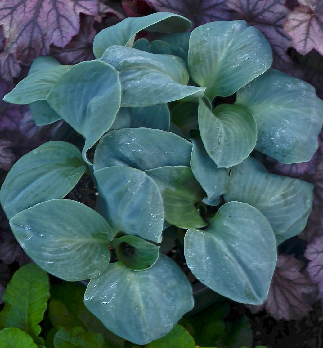 Blue Elf Hosta | Natorp's Online Plant Store
