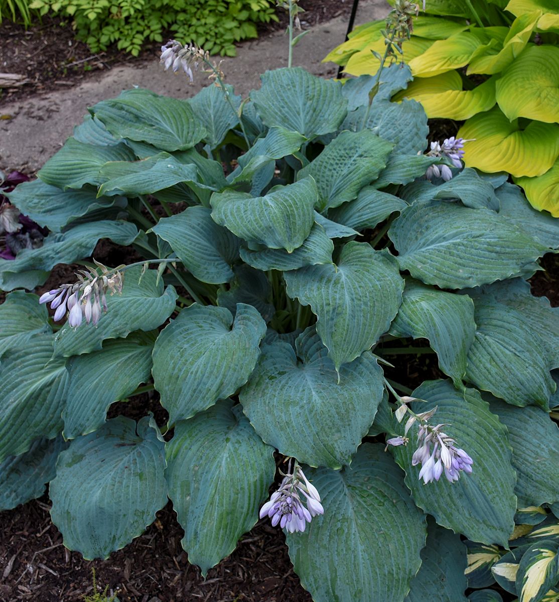 Diamond Lake Hosta (Shadowland) | Natorp's Online Plant Store