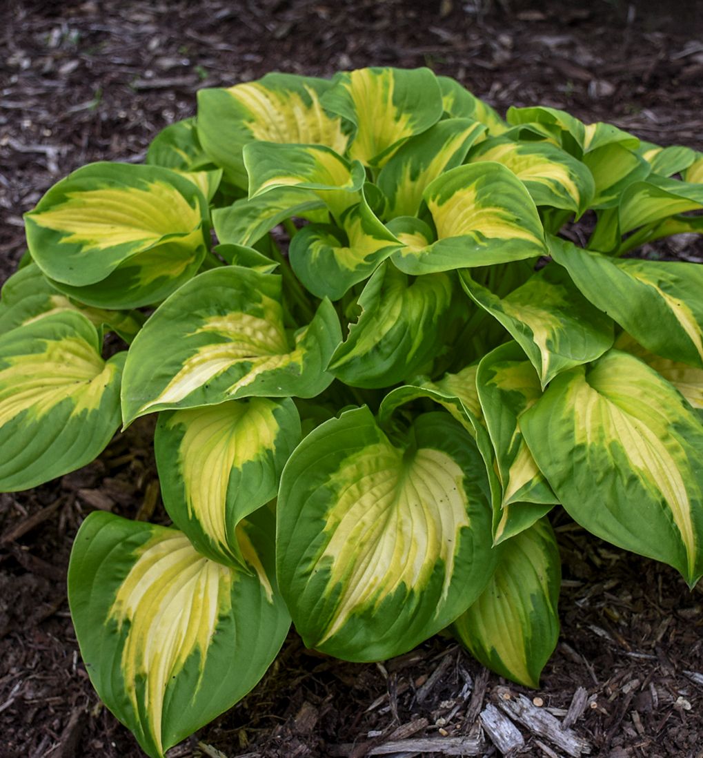 Etched Glass Hosta (Shadowland) | Natorp's Online Plant Store