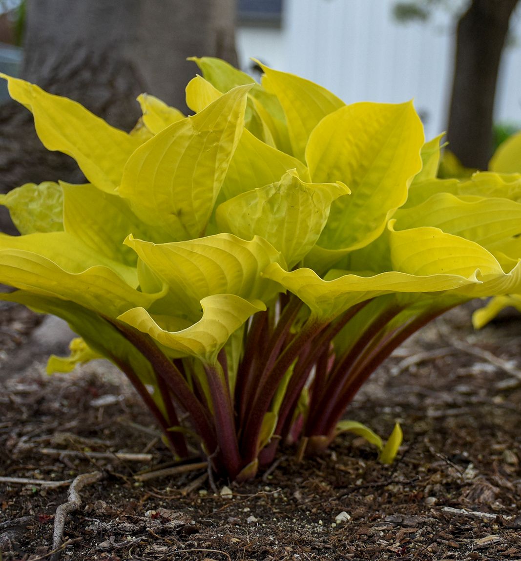 Fire Island Hosta | Natorp's Online Plant Store