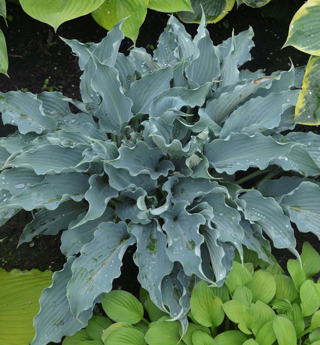 Waterslide Hosta (Shadowland) | Natorp's Online Plant Store