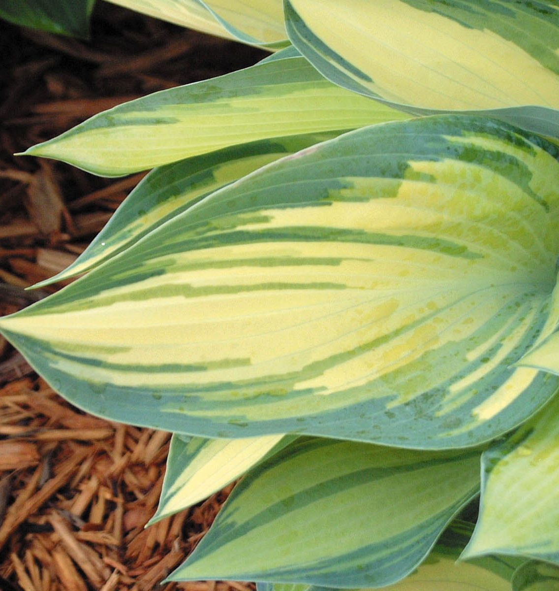 June Hosta | Natorp's Online Plant Store