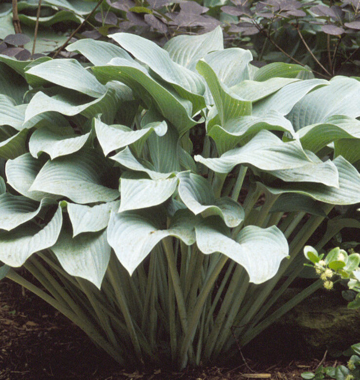 Krossa Regal Hosta | Natorp's Online Plant Store