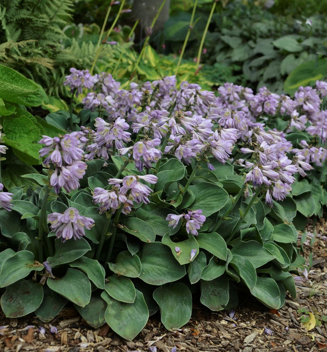 Blue Mouse Ears Hosta | Natorp's Online Plant Store