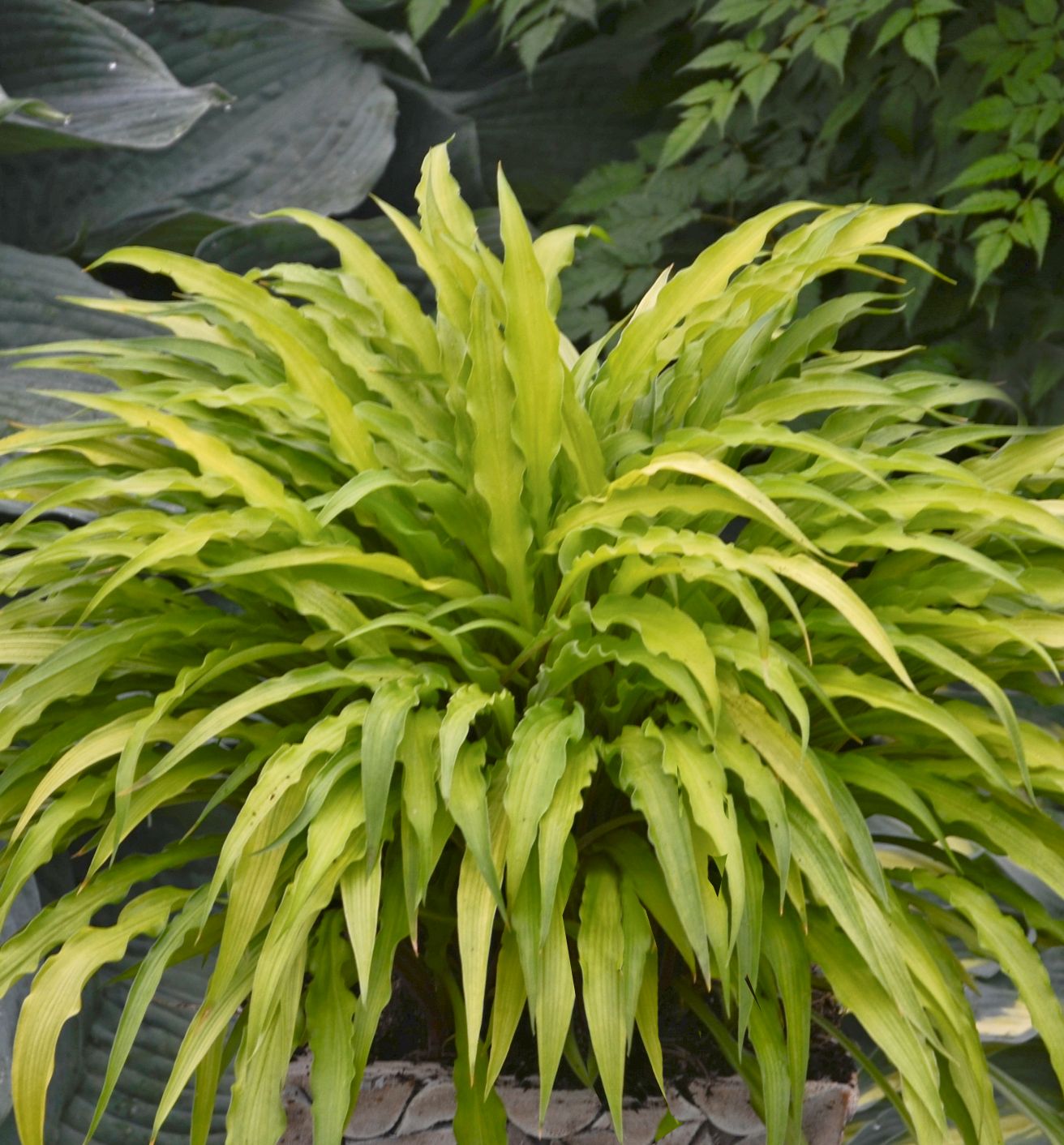 Curly Fries Hosta | Natorp's Online Plant Store