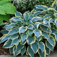 First Frost Hosta | Natorp's Online Plant Store