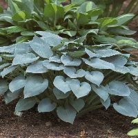 Halcyon Hosta | Natorp's Online Plant Store
