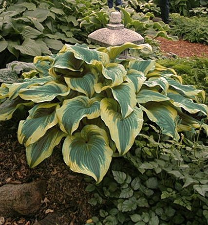 Aureo-Marginata Hosta | Natorp's Online Plant Store