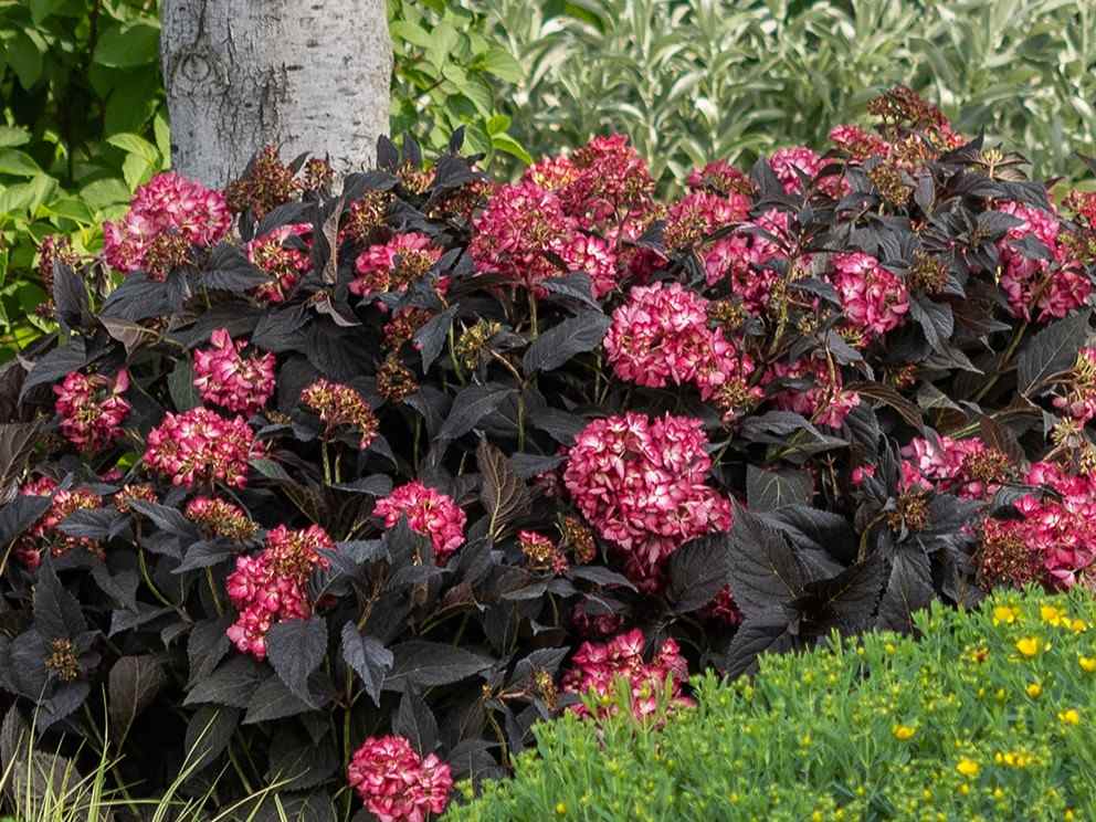 Eclipse® Hydrangea | Natorp's Online Plant Store