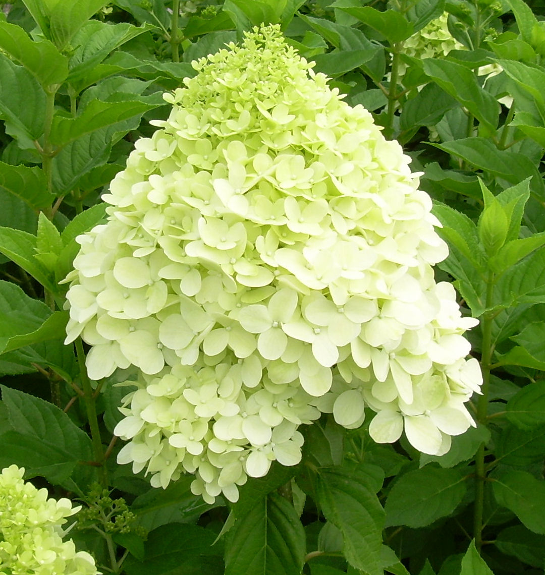 Limelight® Hydrangea Standard | Natorp's Online Plant Store