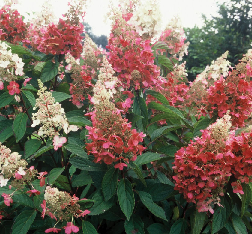 Pinky Winky® Panicle Hydrangea | Natorp's Online Plant Store