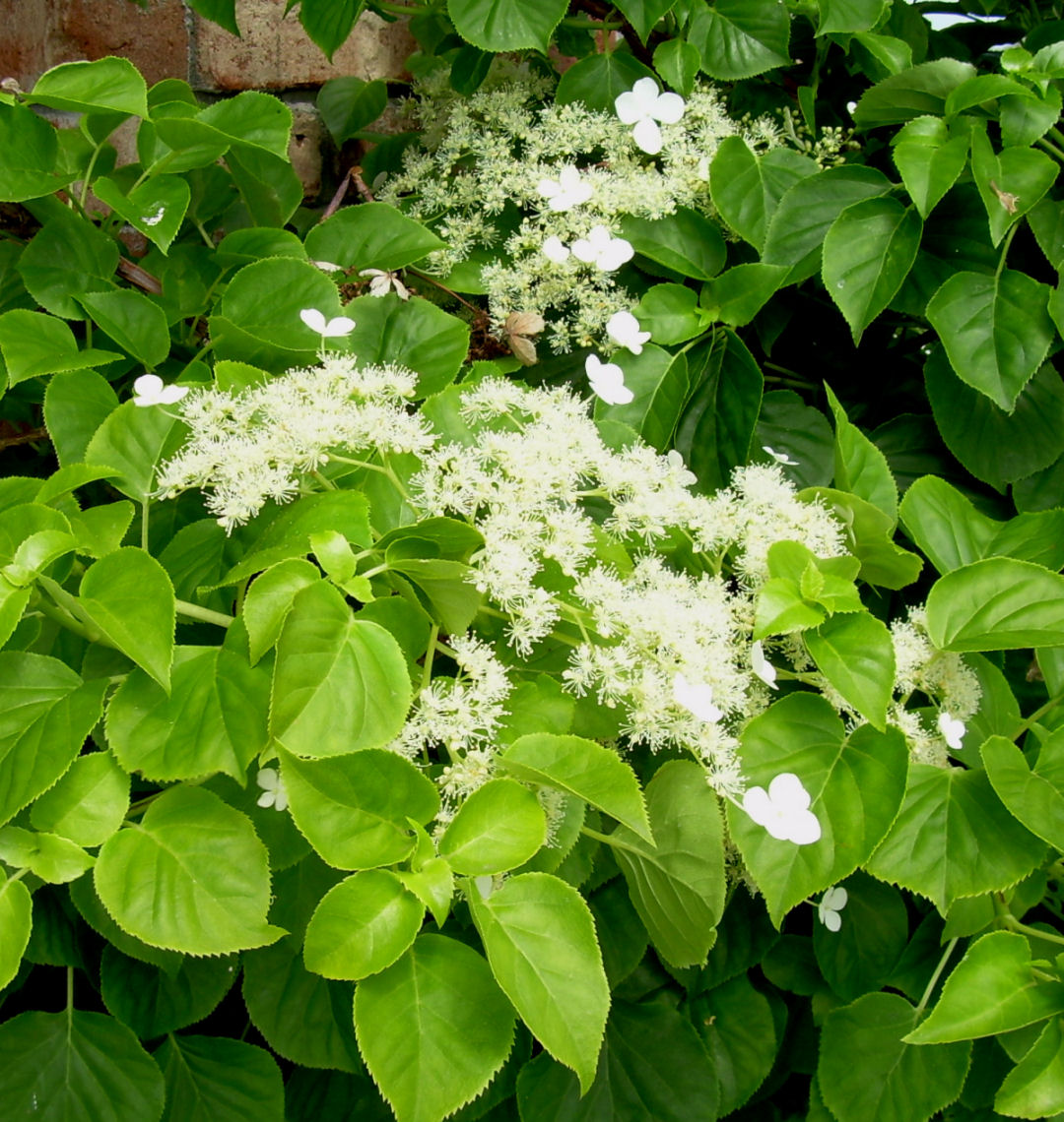 Climbing Hydrangea | Natorp's Online Plant Store