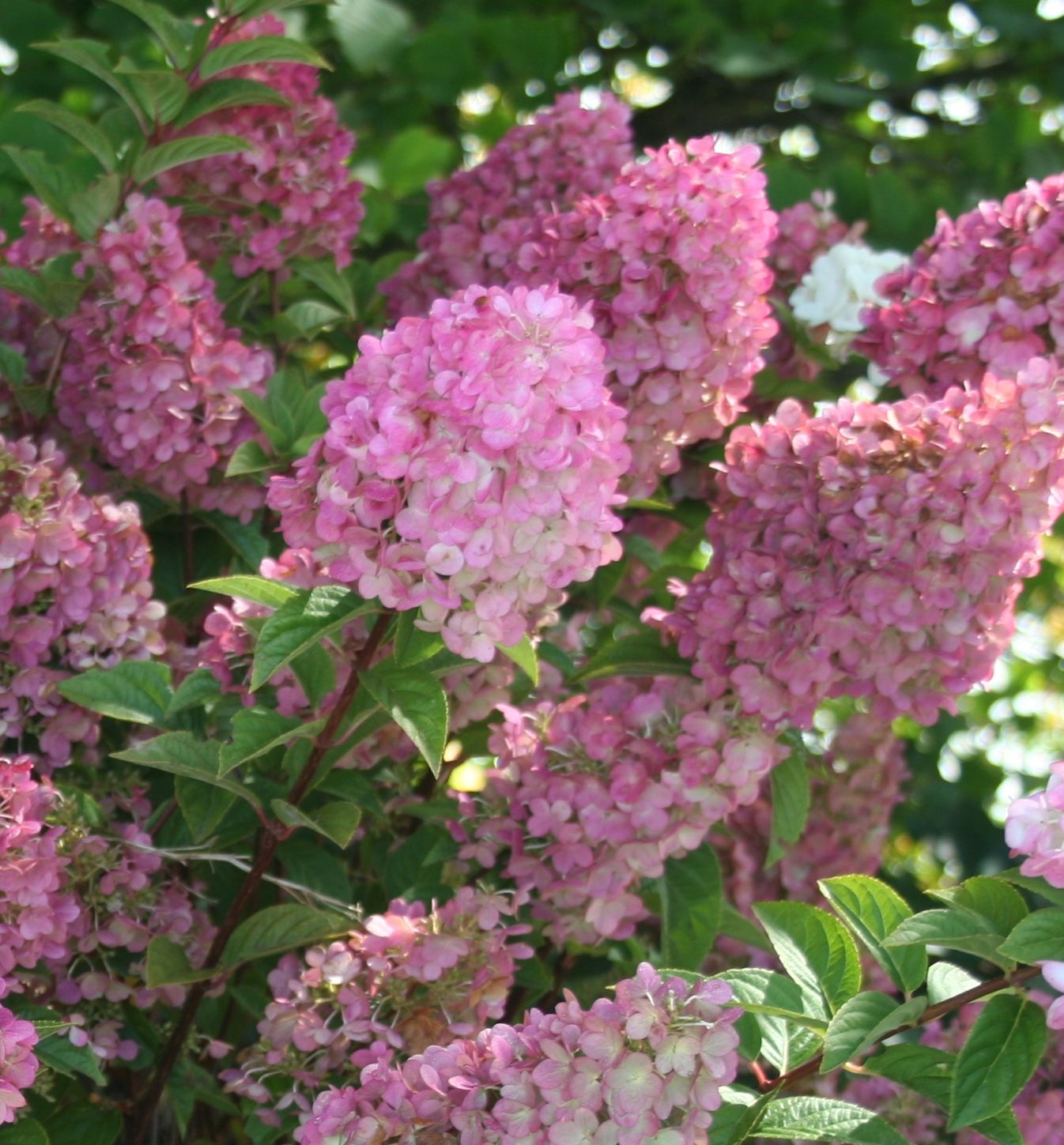 Strawberry Sundae® Panicle Hydrangea | Natorp's Online Plant Store