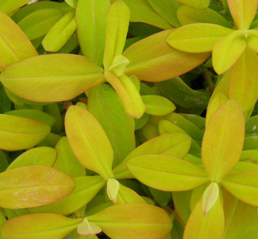 Brigadoon St. Johns Wort | Natorp's Online Plant Store