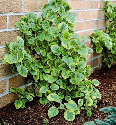 Miranda Variegated Climbing Hydrangea | Natorp's Online Plant Store