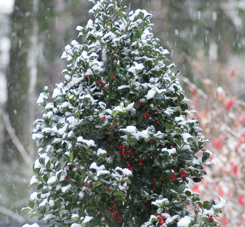 Castle Spire® Holly (Female) | Natorp's Online Plant Store