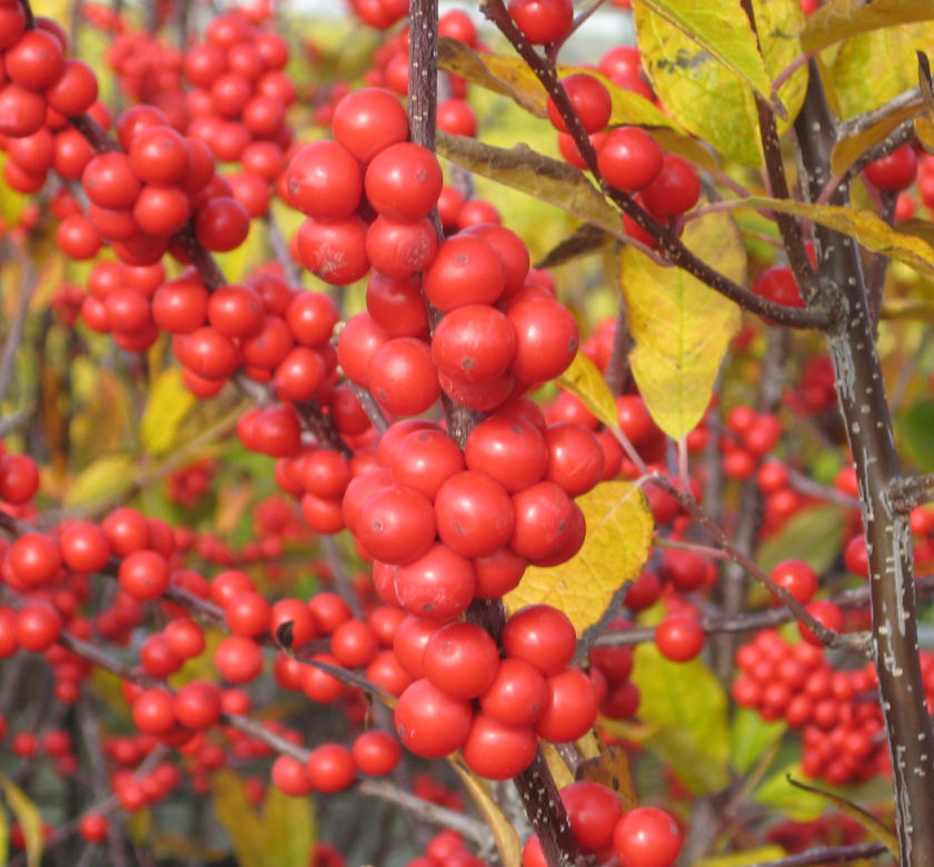 Winter Red Winterberry (Female) | Natorp's Online Plant Store