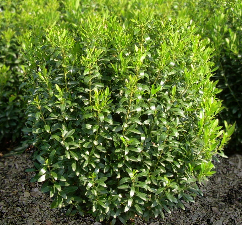 Shamrock Inkberry | Natorp's Online Plant Store