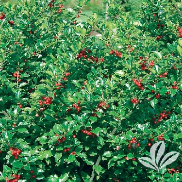 Blue Prince And Princess Combo Holly | Natorp's Online Plant Store