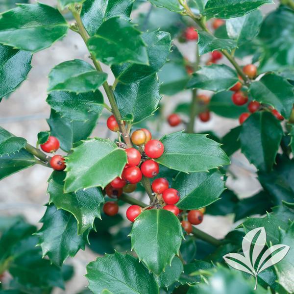 Blue Princess Holly (Female) | Natorp's Online Plant Store