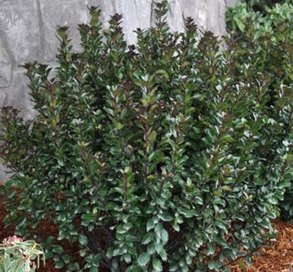Little Rascal® Blue Holly (Male) | Natorp's Online Plant Store