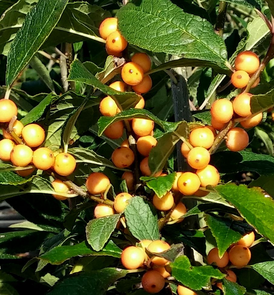 Winter Gold Winterberry Holly (Female) | Natorp's Online Plant Store