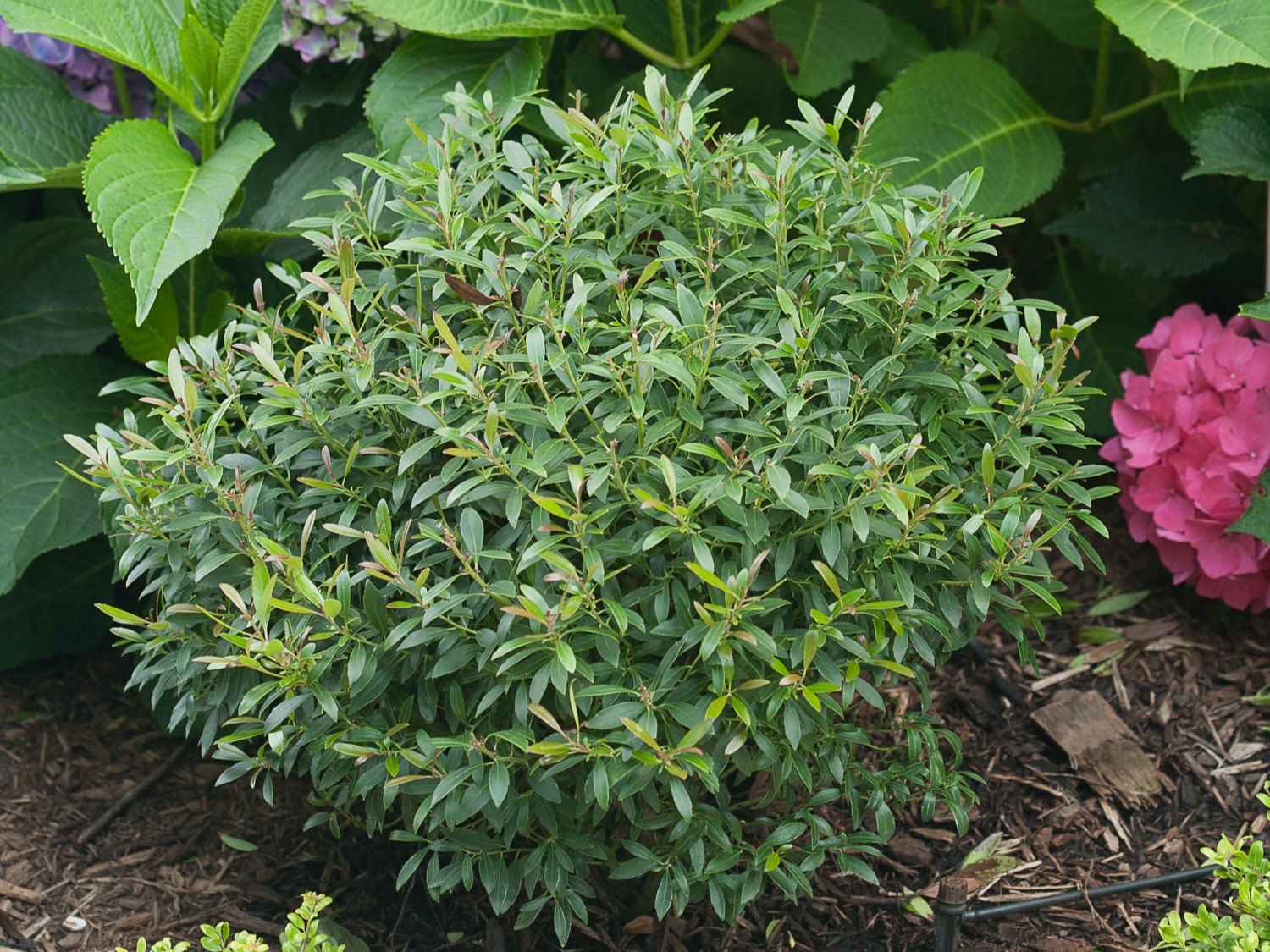 Gem Box® Inkberry | Natorp's Online Plant Store