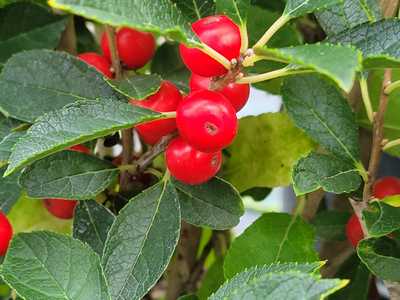 Red Sprite Dwarf Winterberry Holly (Fema | Natorp's Online Plant Store