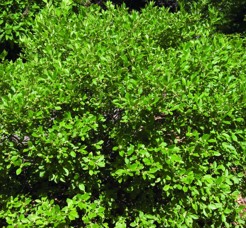 Jim Dandy Winterberry Holly (Male) | Natorp's Online Plant Store