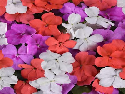 Beacon® Pearl Island Mix Impatiens | Natorp's Online Plant Store