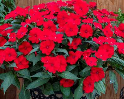 Sunpatiens® Cmpt Deep Red NG Impatiens | Natorp's Online Plant Store